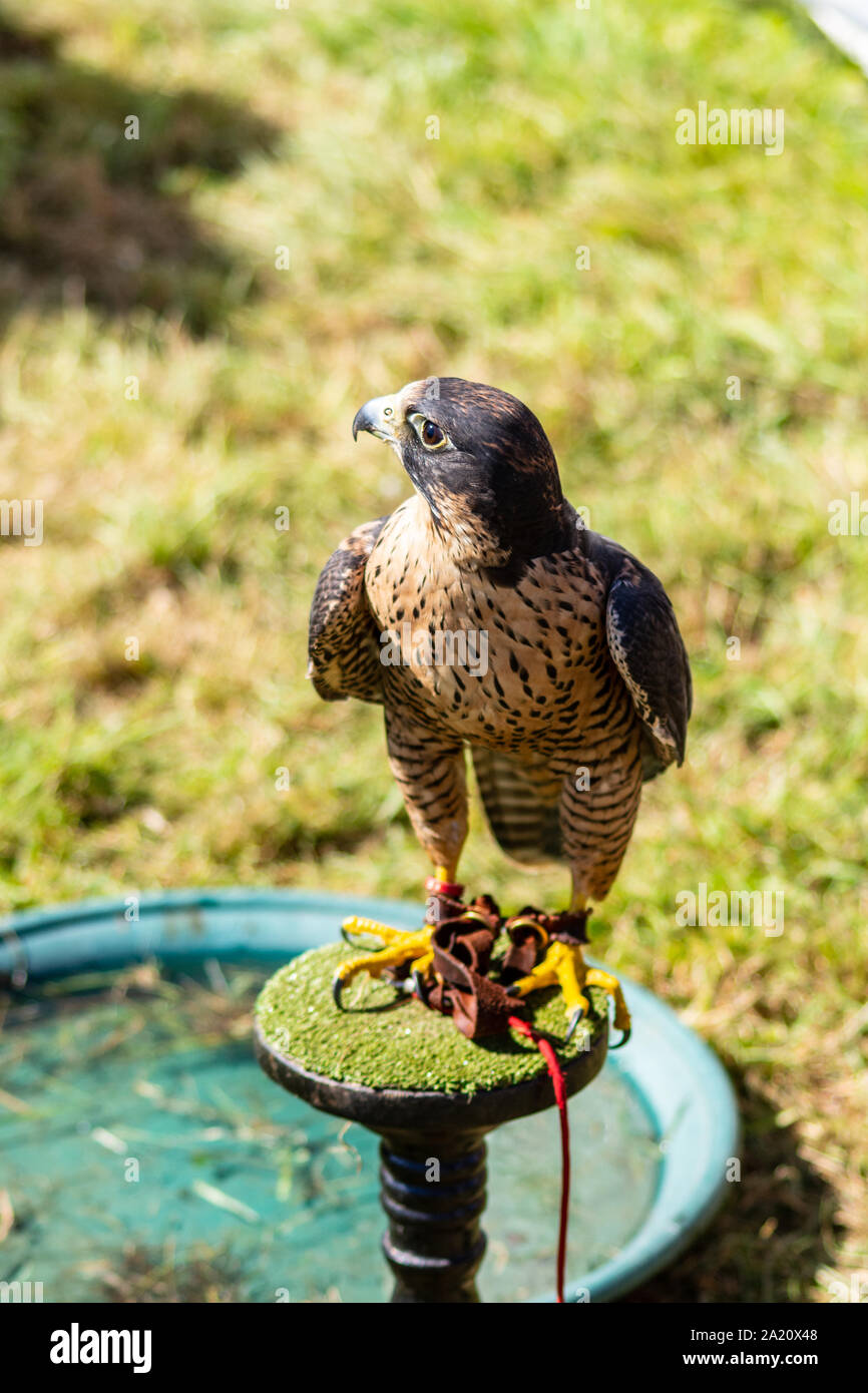 A peregrine falcon (falco peregrinus) from the Jonathan Marshall free ...