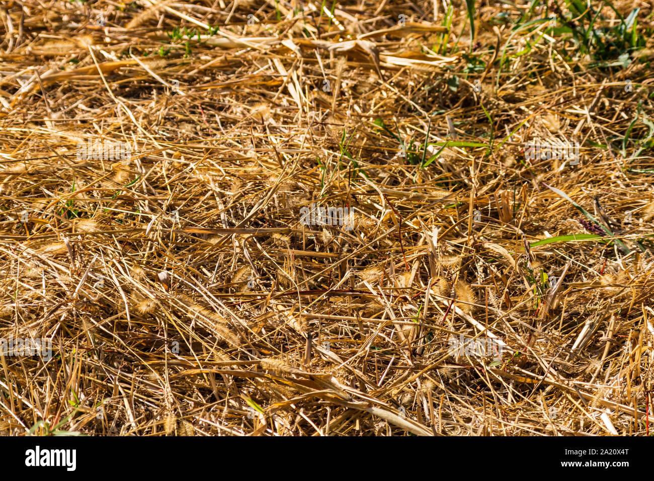 Golden grass field with sunset light. Close up photo of dry grass Stock ...