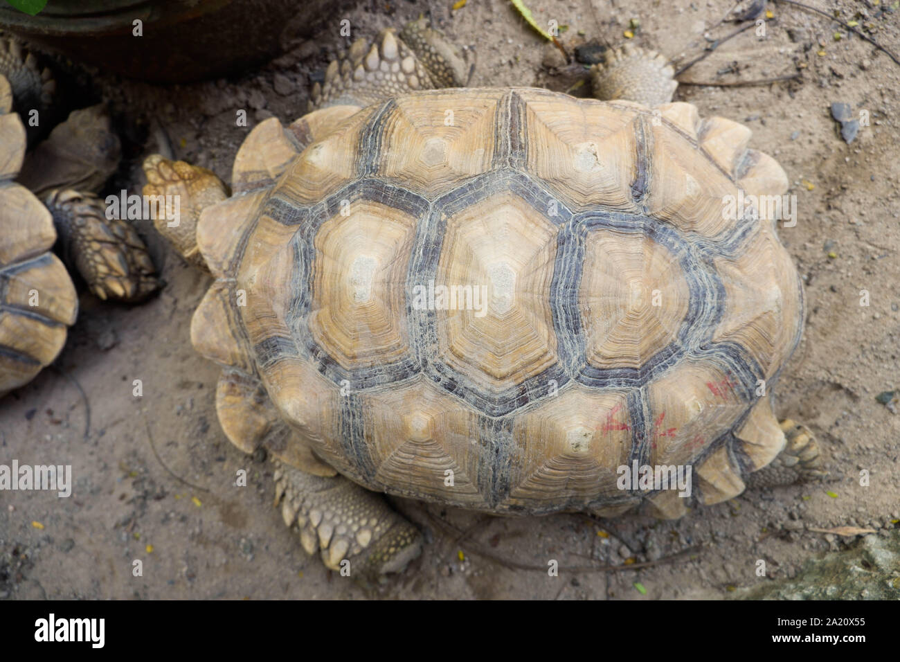 The big turtle in the zoo is an African turtle Stock Photo - Alamy