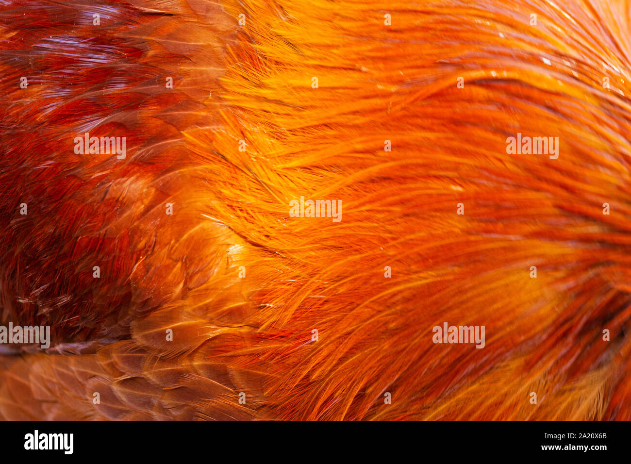 red rooster feathers texture and smooth waves, wild nature Stock Photo ...