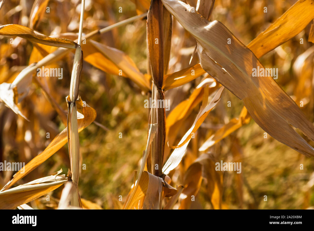 Dry corn field, dry corn stalks, end of season Stock Photo - Alamy