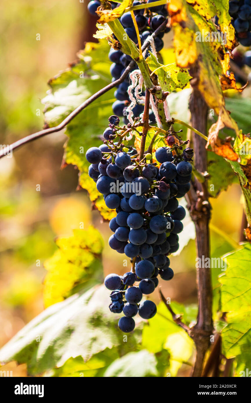 Vine grape fruit plants outdoors. Ripe grapes in the vineyard ready for ...