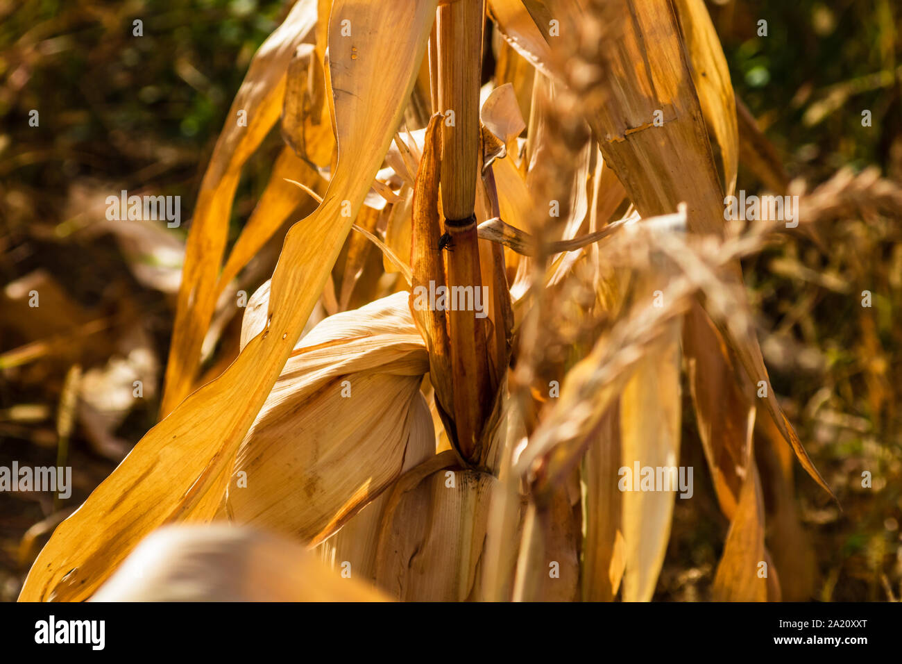 Dry corn field, dry corn stalks, end of season Stock Photo - Alamy