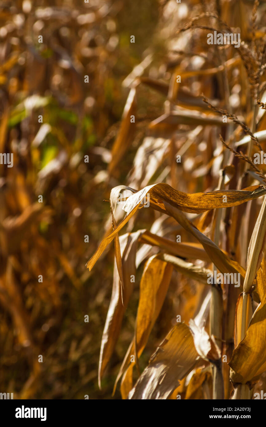 Dry corn field, dry corn stalks, end of season Stock Photo - Alamy