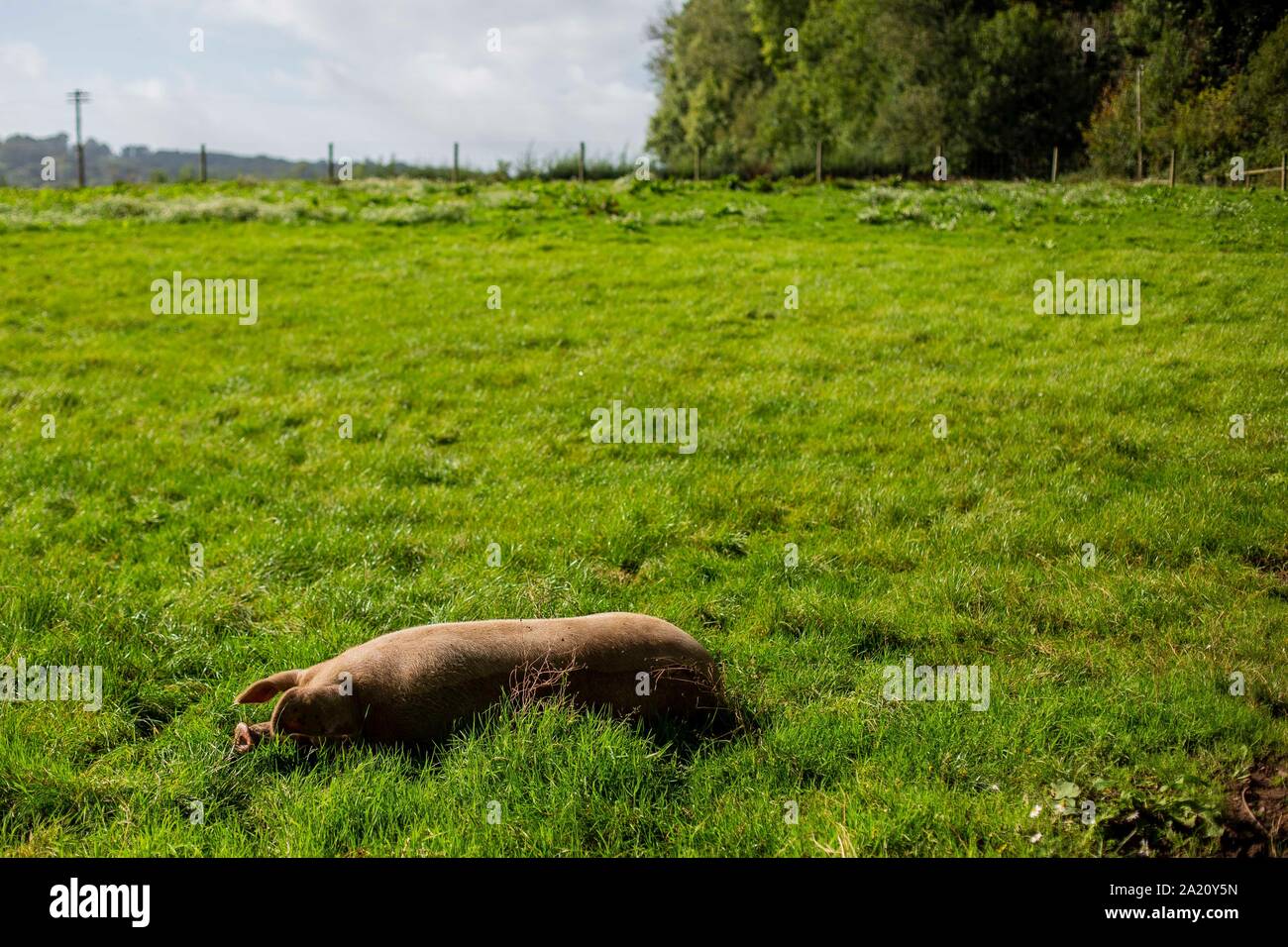 A pig lying down in a field Stock Photo - Alamy