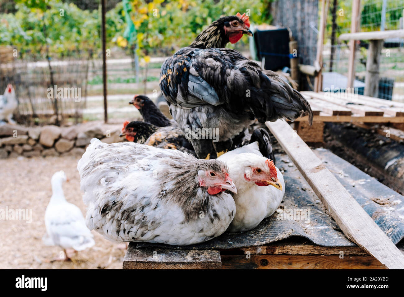 Chicken on a farm Stock Photo - Alamy