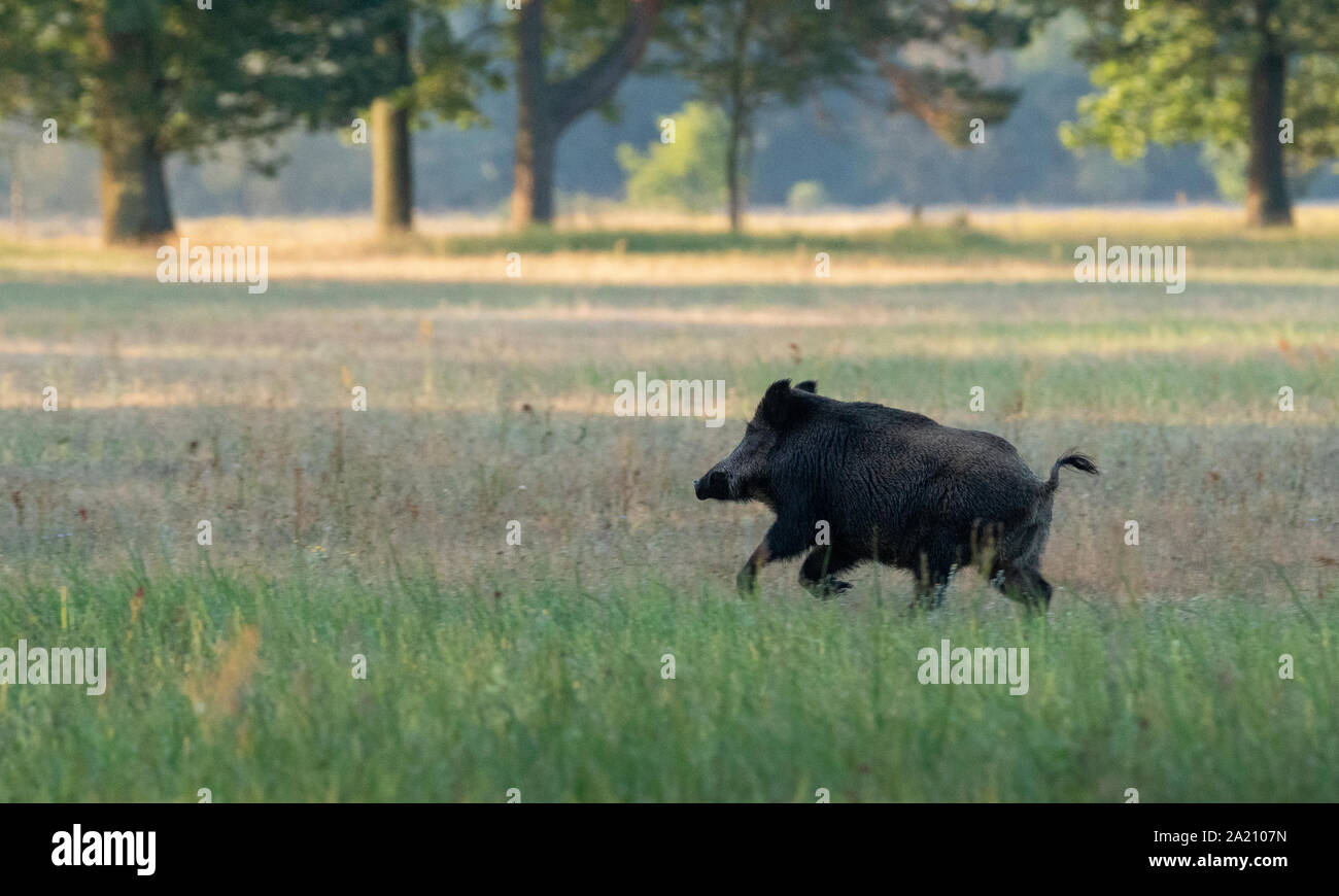 Boar running away from hunters Stock Photo - Alamy