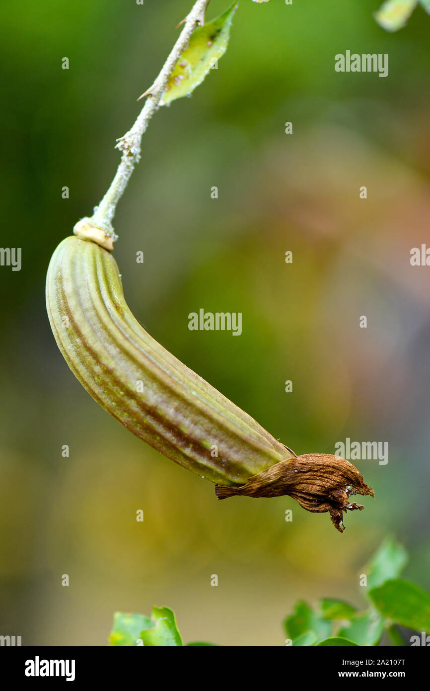 Candle Tree fruit hanging from tree branch Stock Photo - Alamy