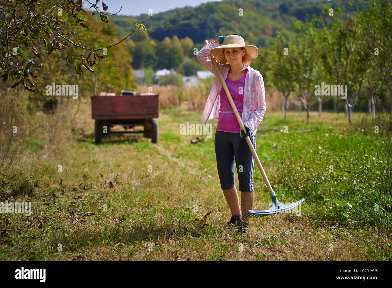 Farmer lady cleaning the mowed weeds and grass below walnut trees for ...