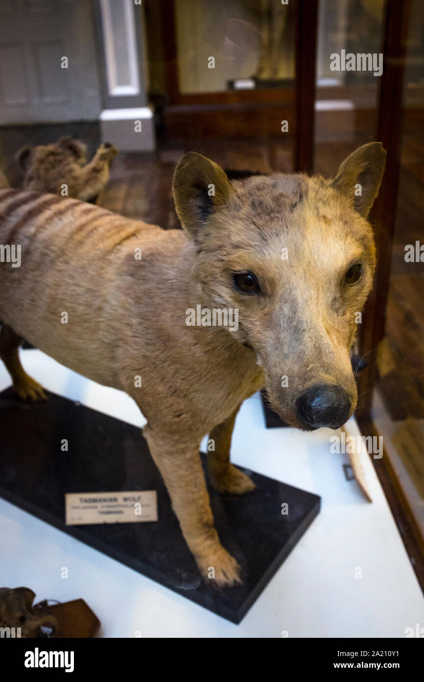 Tasmanian tiger hi-res stock photography and images - Alamy
