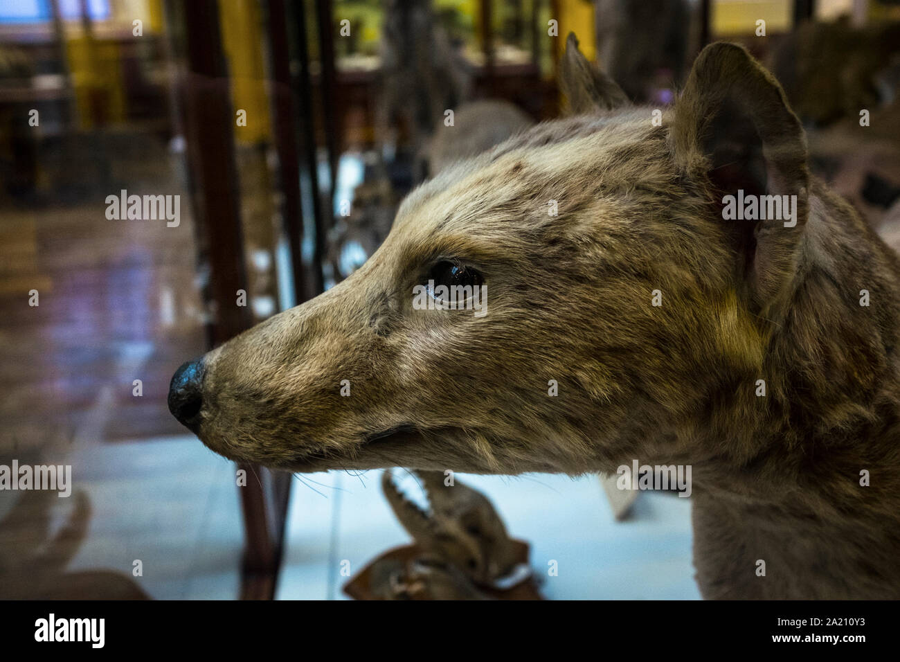 Tasmanian tiger hi-res stock photography and images - Alamy