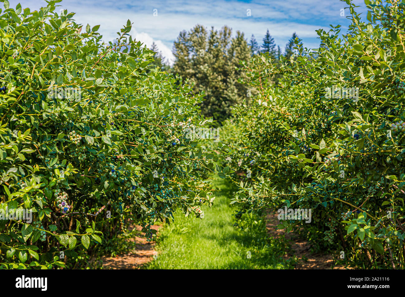 Rows of Blueberry Bushes at a Farm in the Pacific Northwest Stock Photo ...
