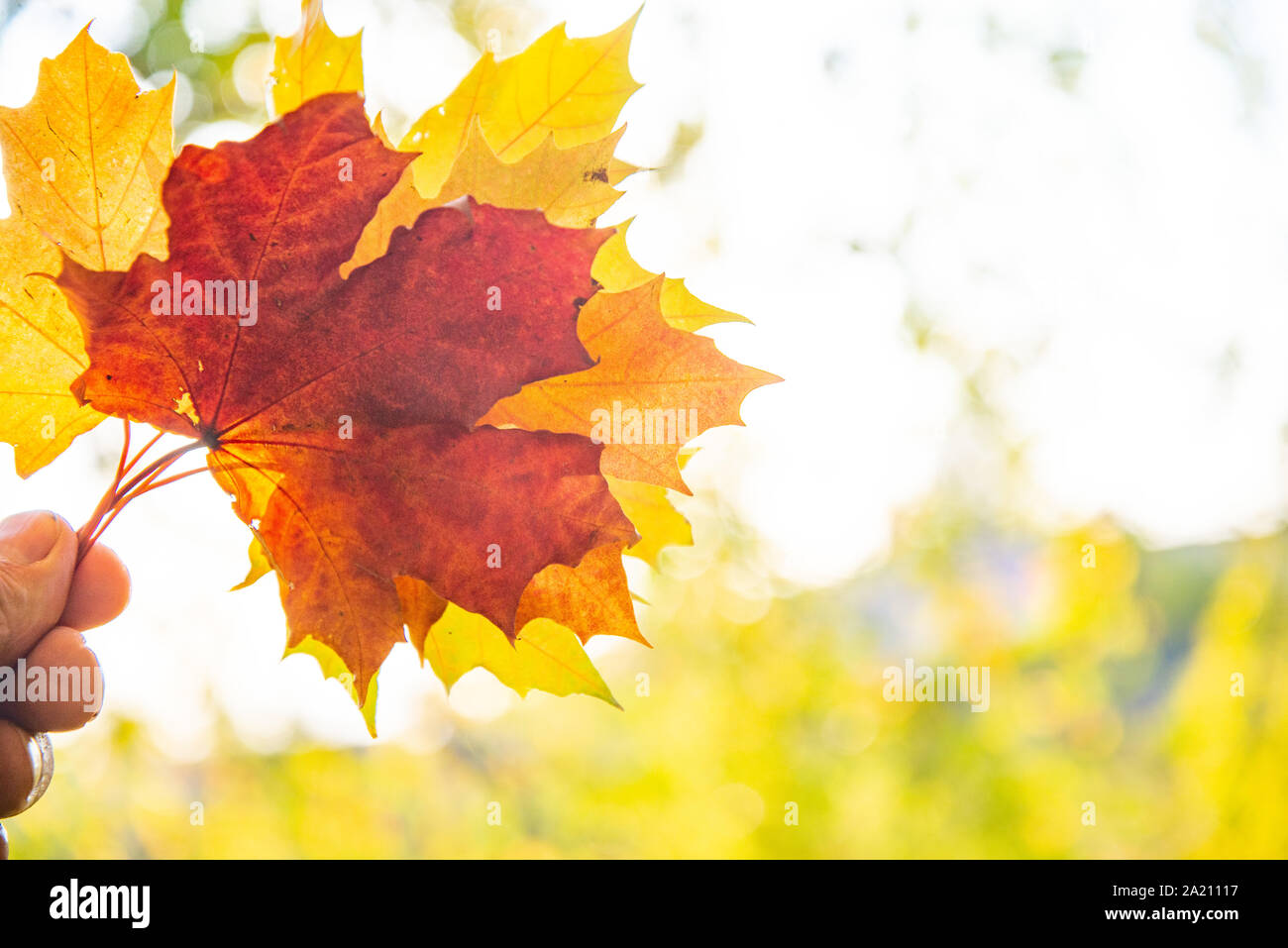 Ray of light through maple leaves. Autumn background, bright colors of ...