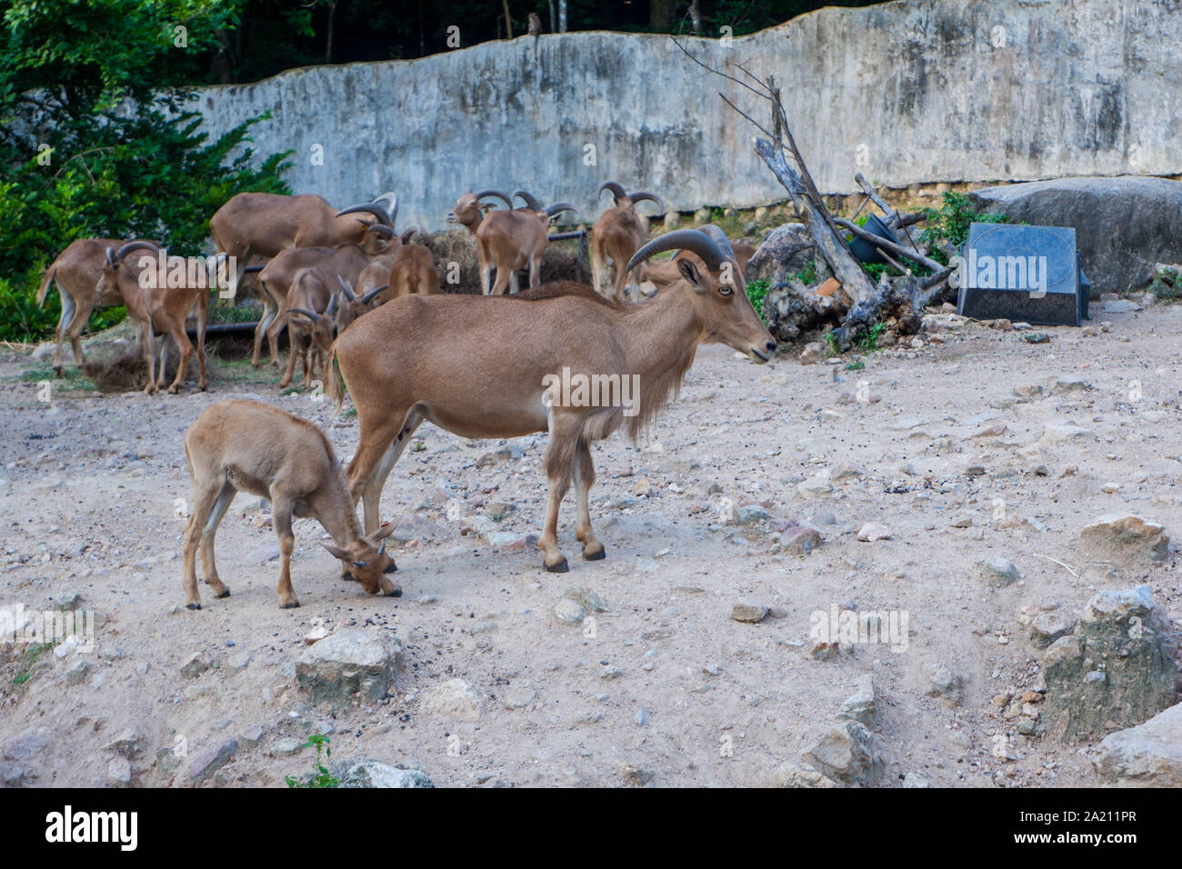 Many deer hi-res stock photography and images - Alamy
