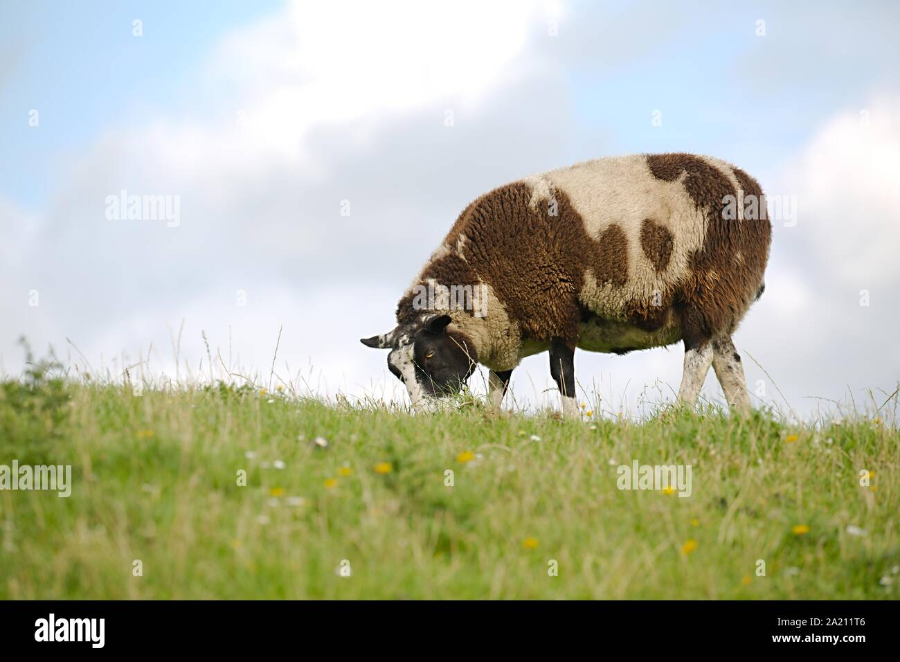 Tup ram hi-res stock photography and images - Alamy