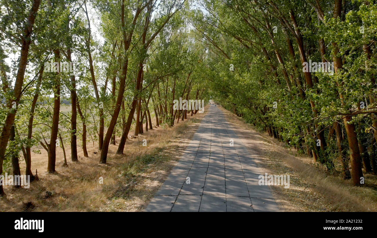 Summer scene with road in forest Stock Photo - Alamy