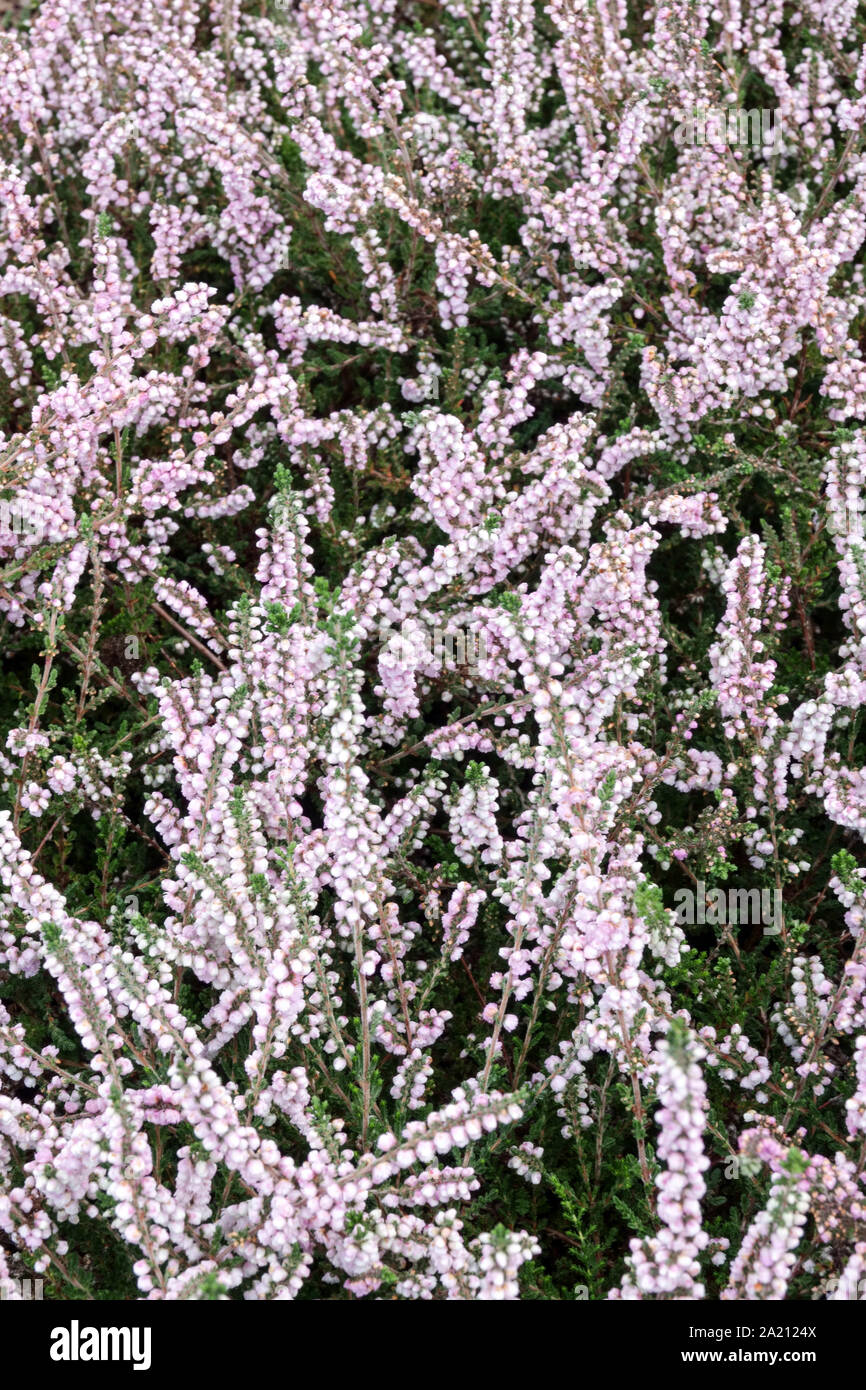 White Calluna vulgaris "Peter Sparkes" heather Calluna vulgaris white ...
