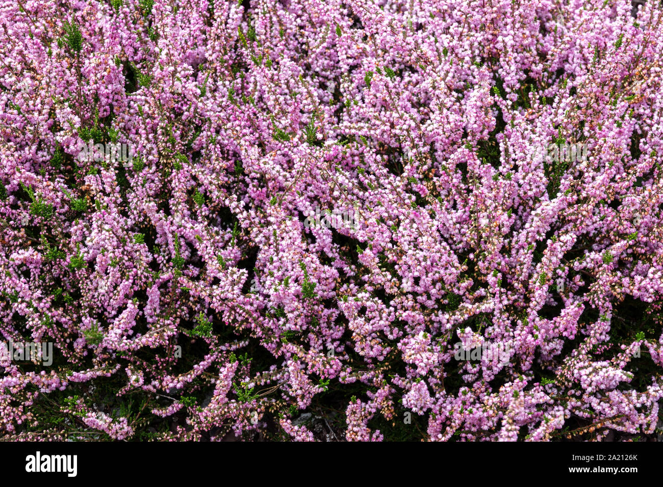 Calluna vulgaris jimmy dyce hi-res stock photography and images - Alamy