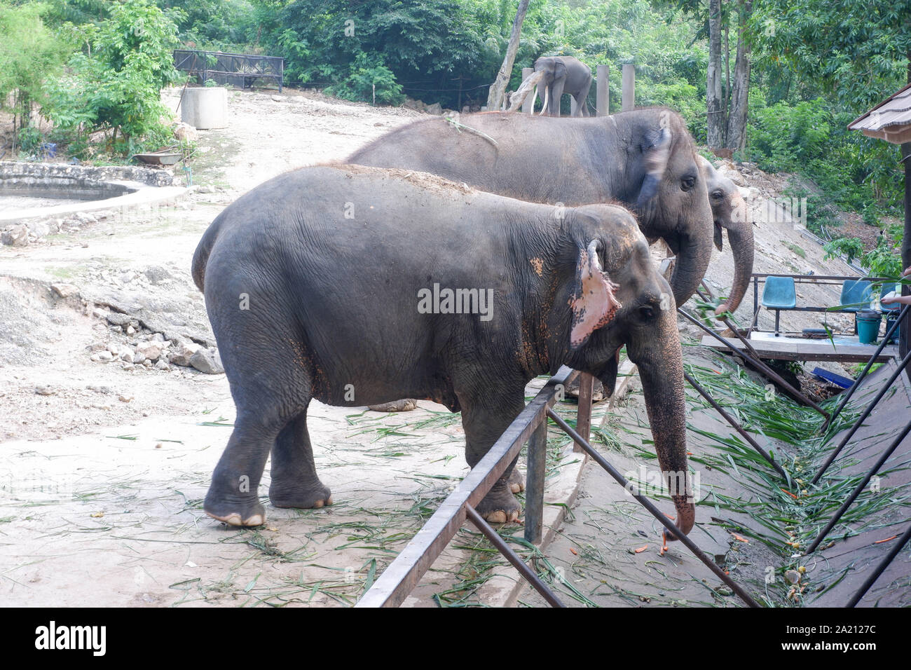Many elephants in the Thailand zoo Stock Photo - Alamy