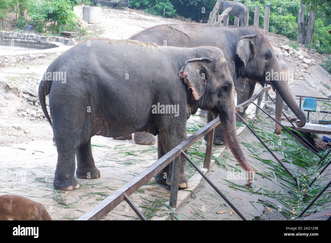 Many elephants in the Thailand zoo Stock Photo - Alamy