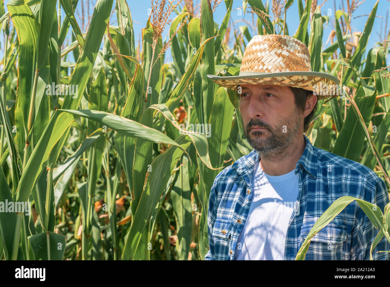 Portrait of handsome corn farmer in cultivated maize field wearing ...