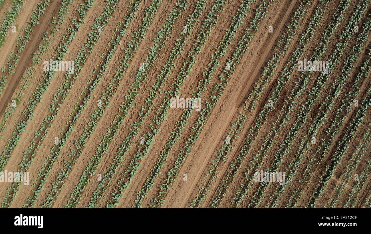 Aerial view of the vegetable field Stock Photo - Alamy