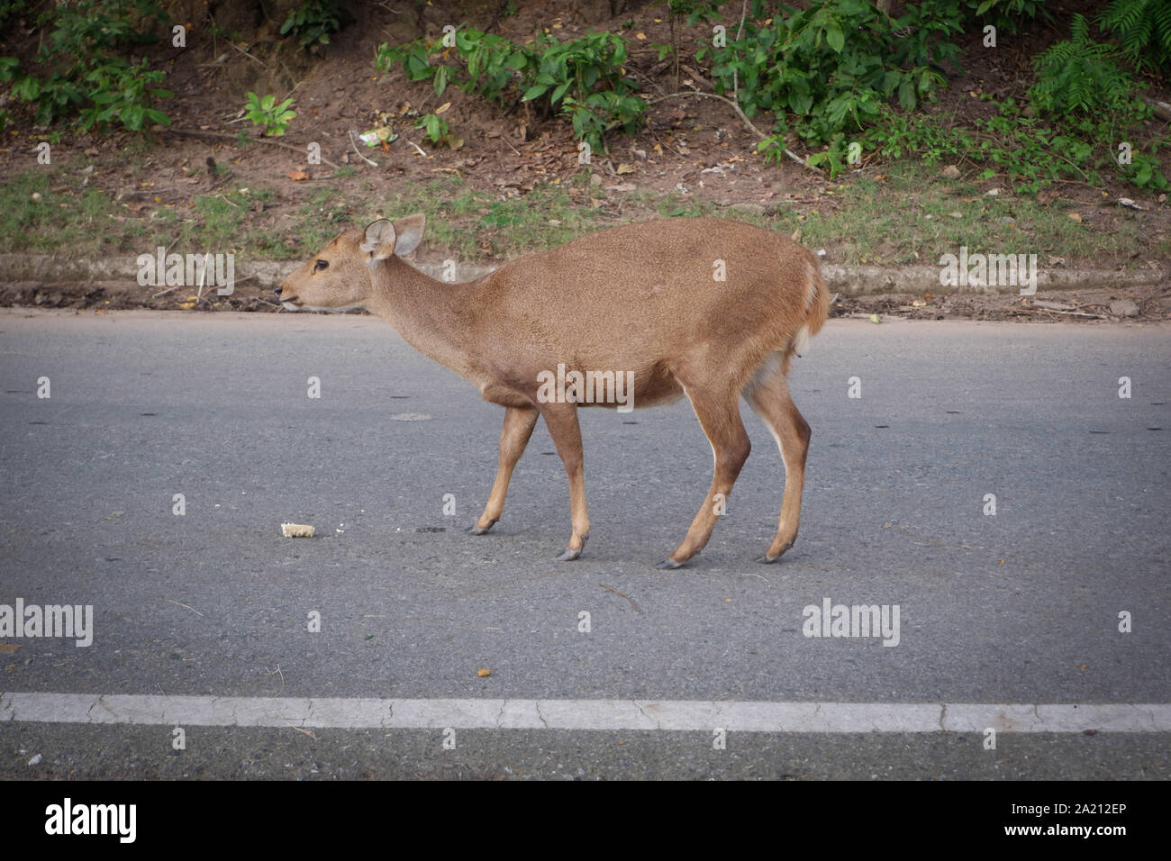 Deer Forest Tree Nature background Stock Photo - Alamy