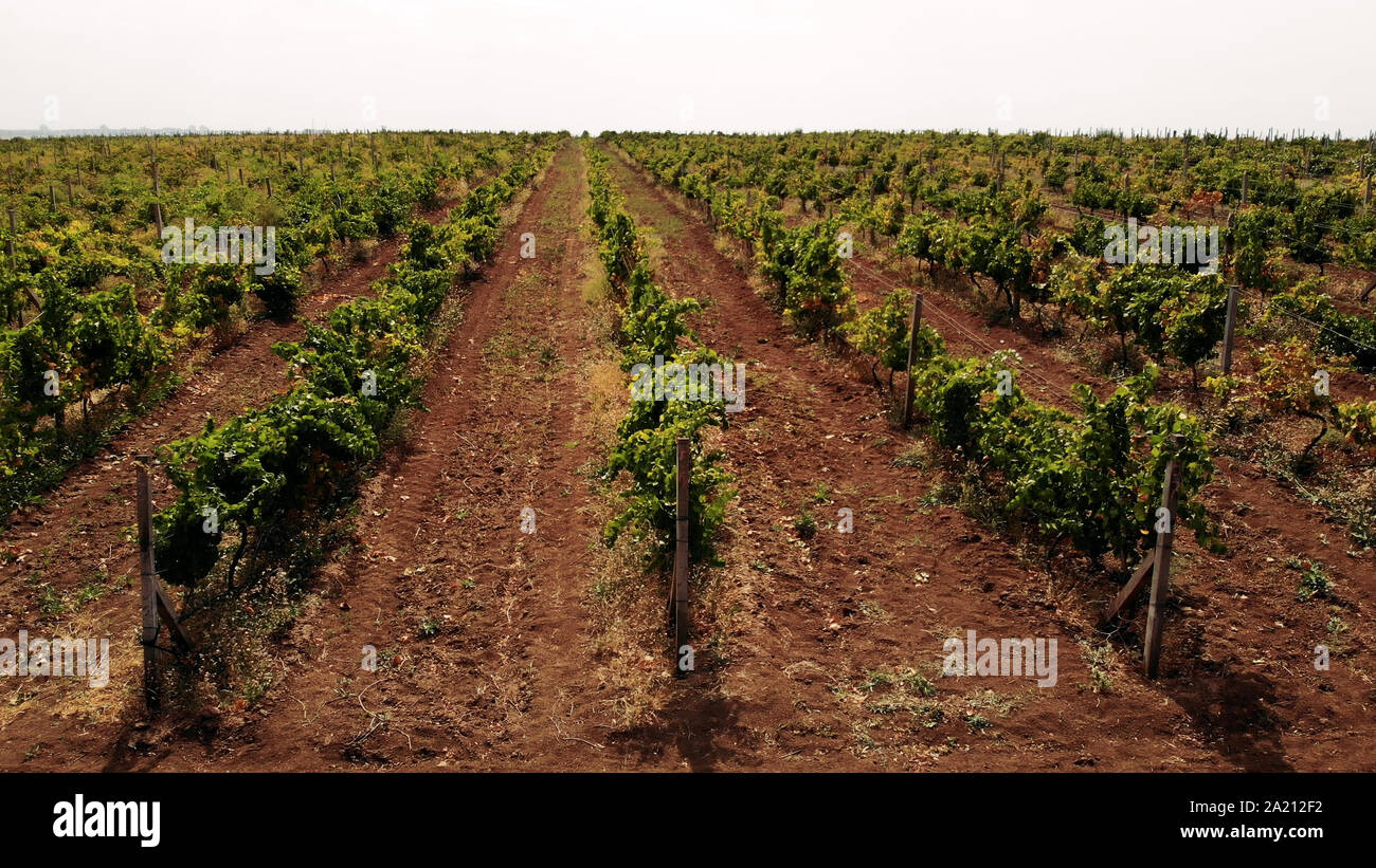 Grape bushes growing in rows Stock Photo - Alamy