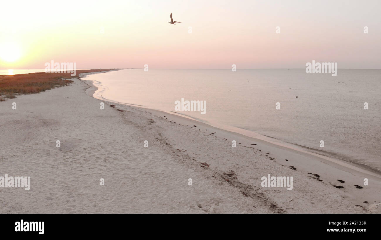 Flying seagulls over sandy hi-res stock photography and images - Alamy