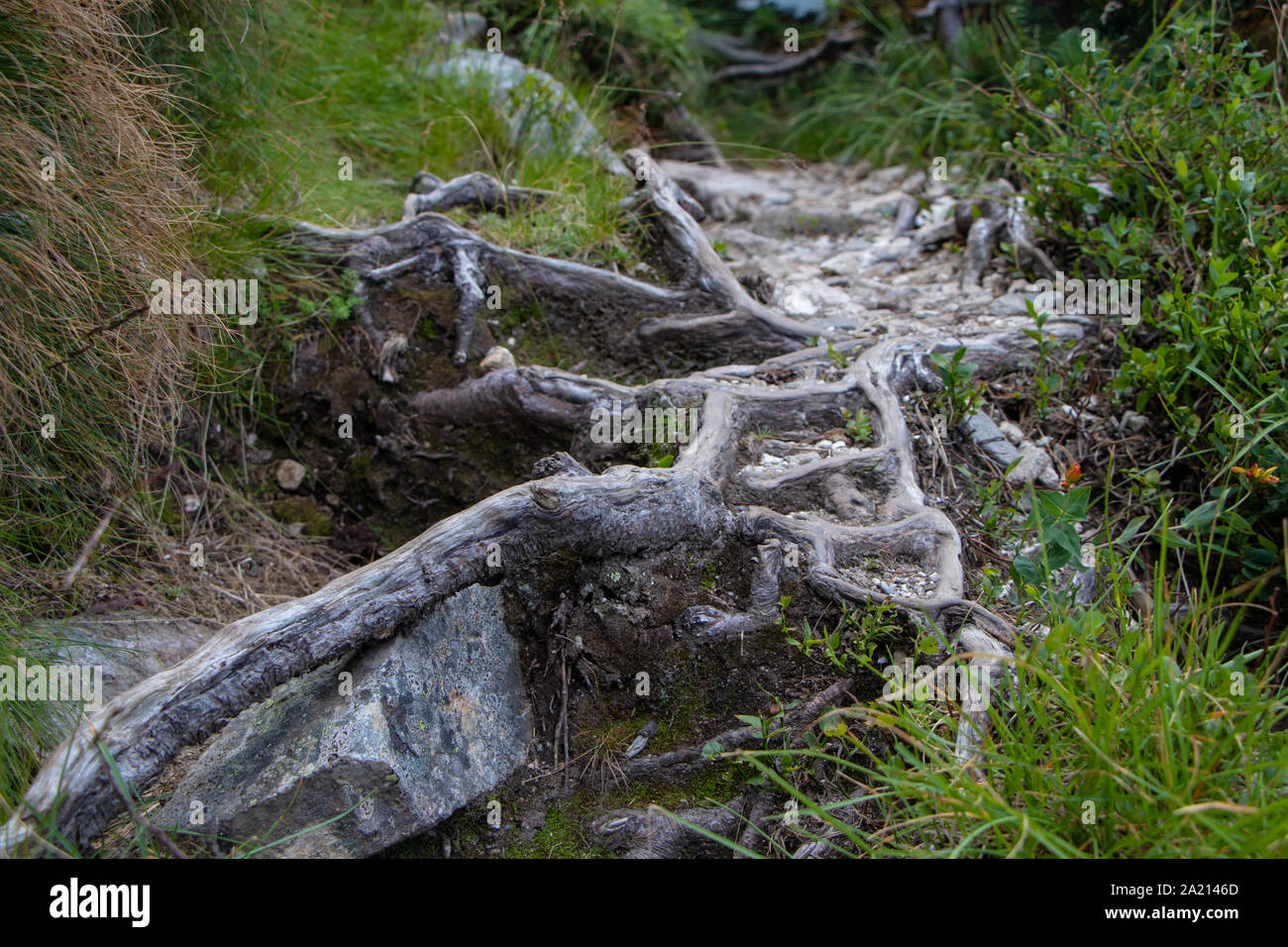 Natural composition of roots at the mountain Stock Photo - Alamy
