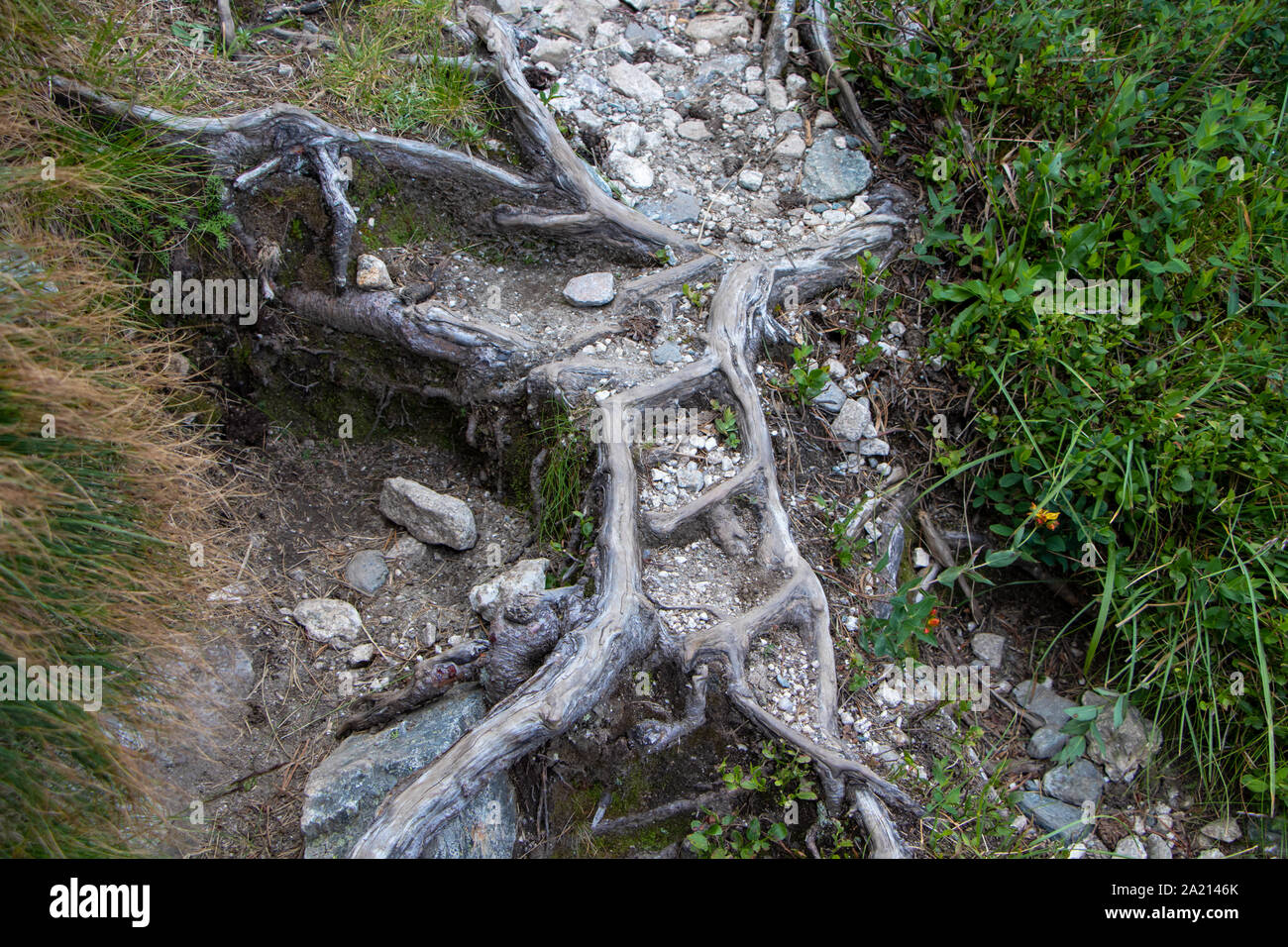 Natural composition of roots at the mountain Stock Photo - Alamy
