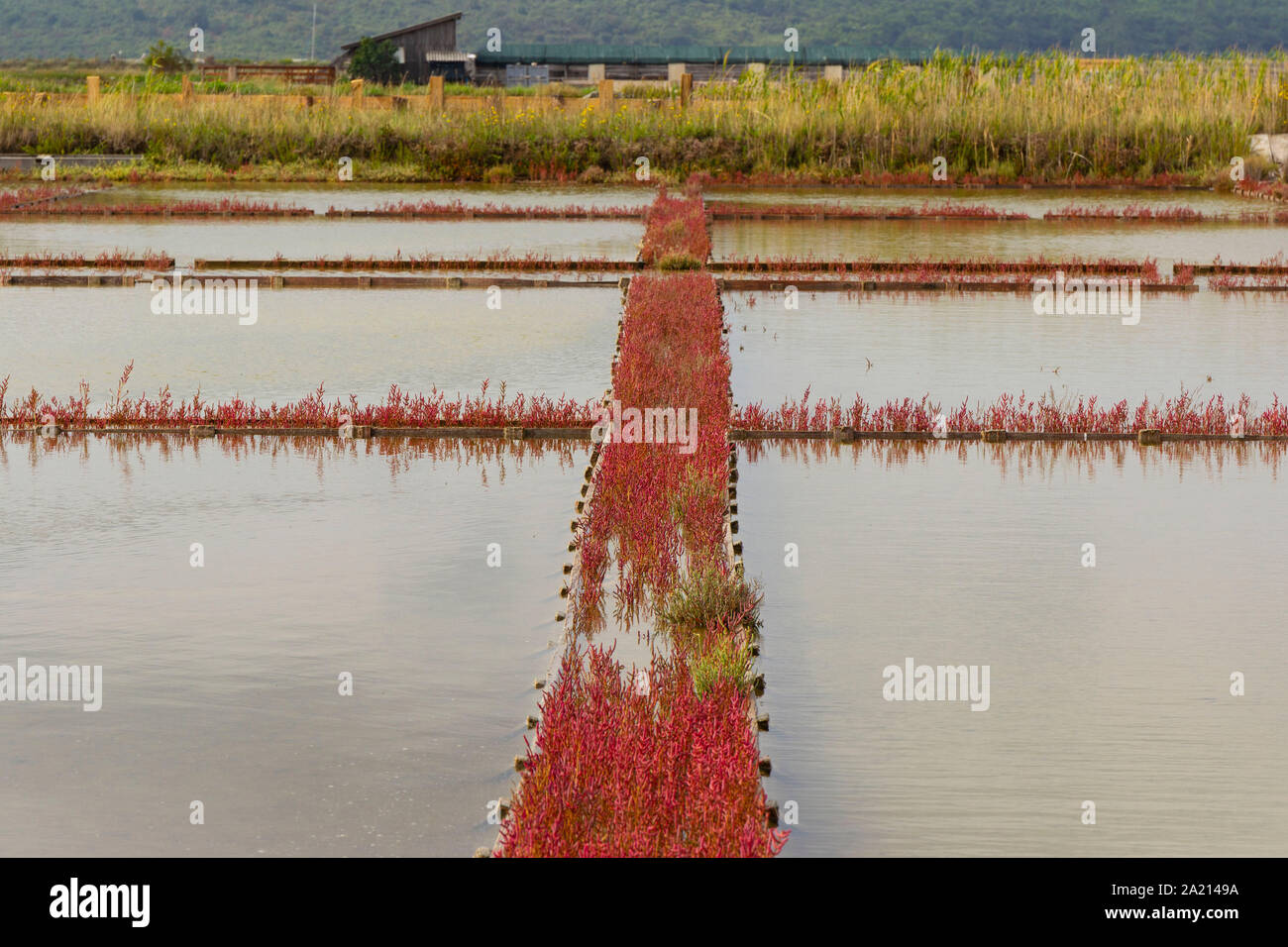 Soline Piran - salt harvesting fields Stock Photo - Alamy
