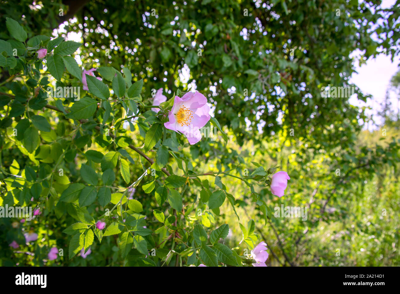 Rose hips close up hi-res stock photography and images - Alamy