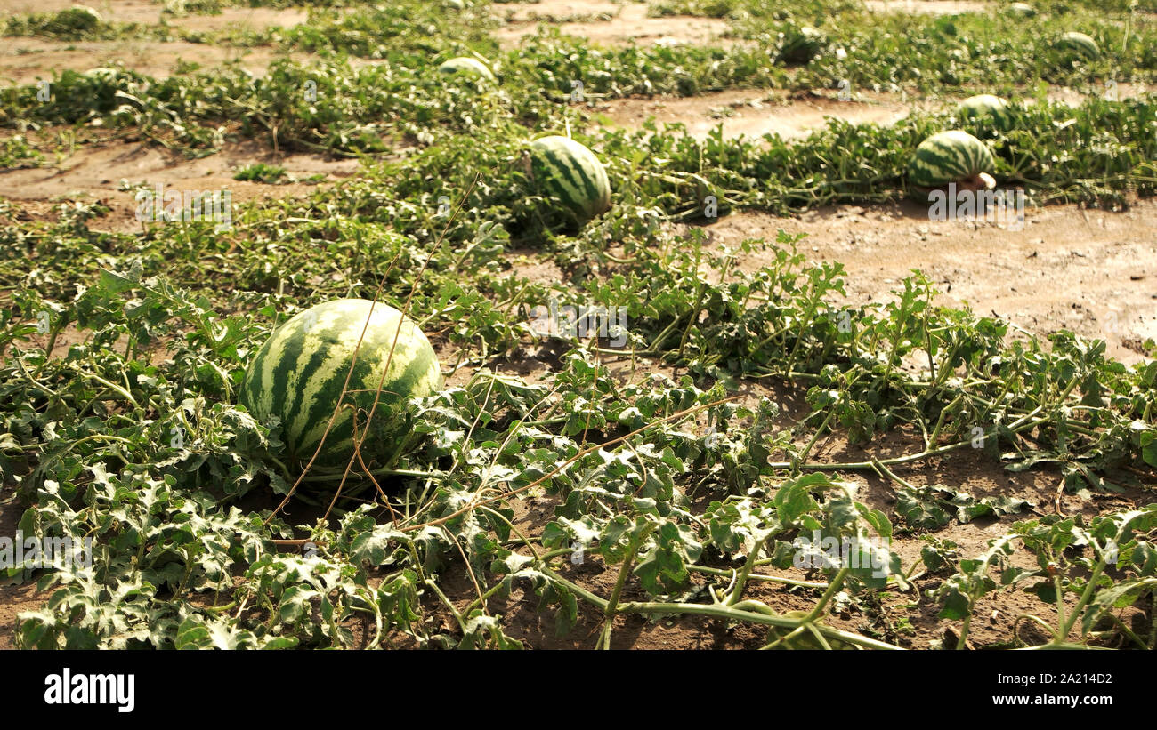 Watermelons on the green watermelon plantation in summer Stock Photo ...
