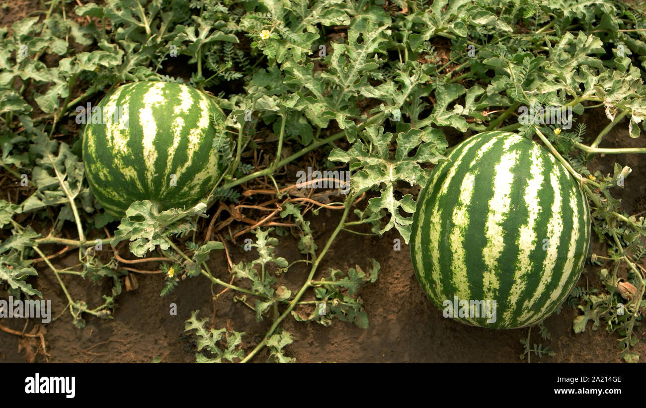 Big watermelons hi-res stock photography and images - Alamy