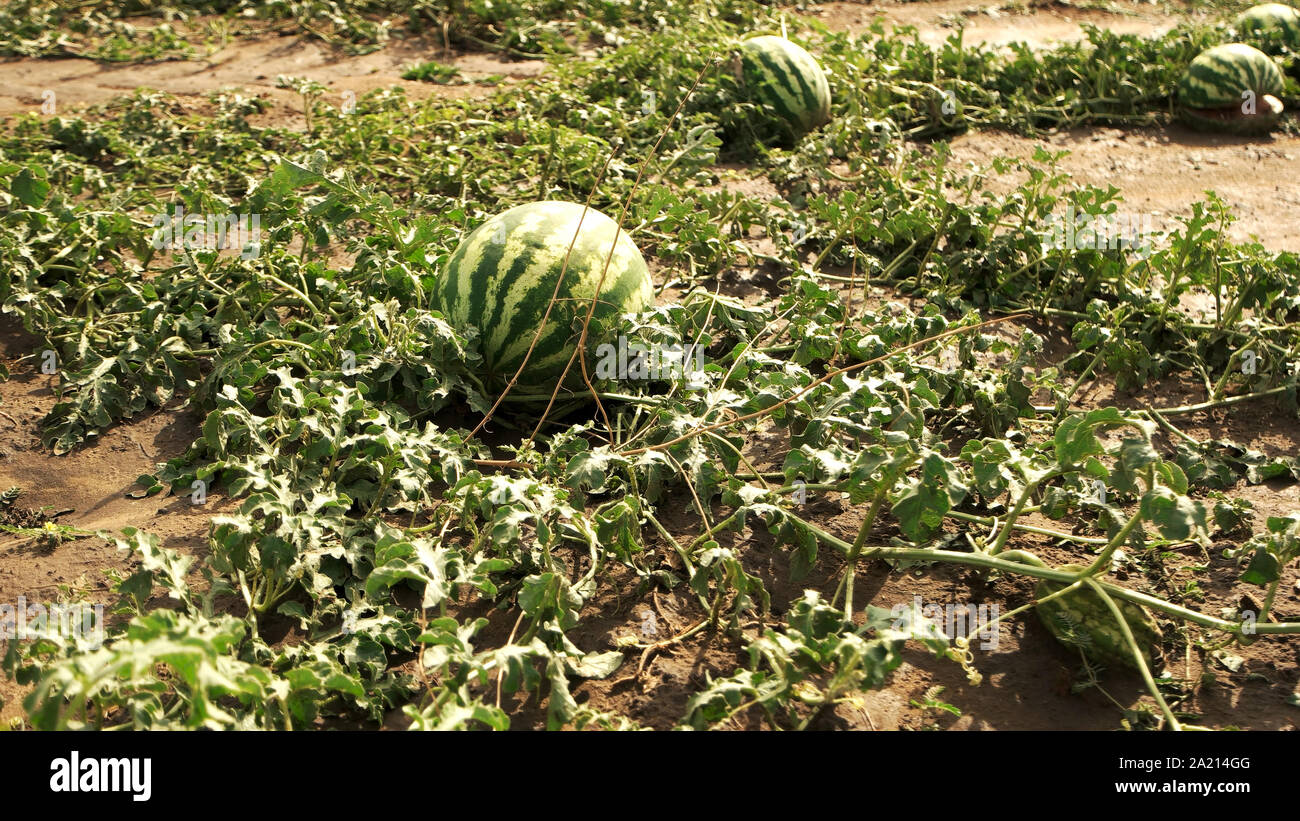 Watermelons plant farm farming hi-res stock photography and images - Alamy