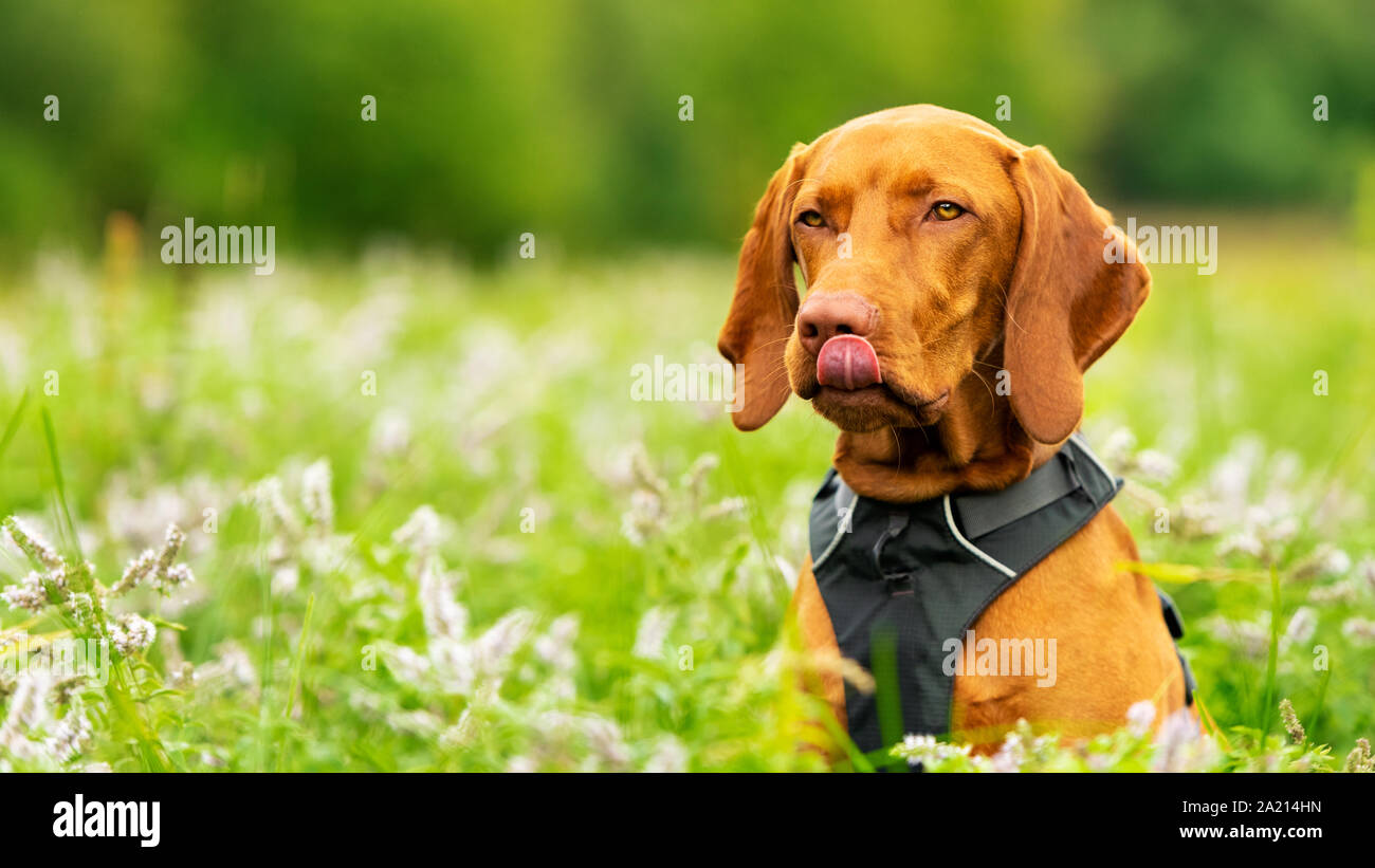Cute vizsla puppy enjoying walk through meadow full of flowers. Happy ...