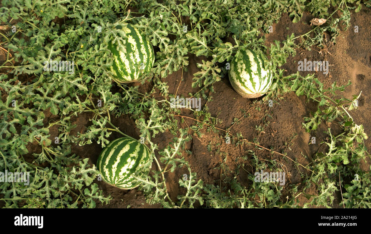 Three watermelons growing in the field, top view Stock Photo - Alamy