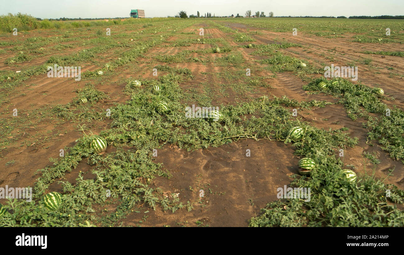 Watermelon field hi-res stock photography and images - Alamy