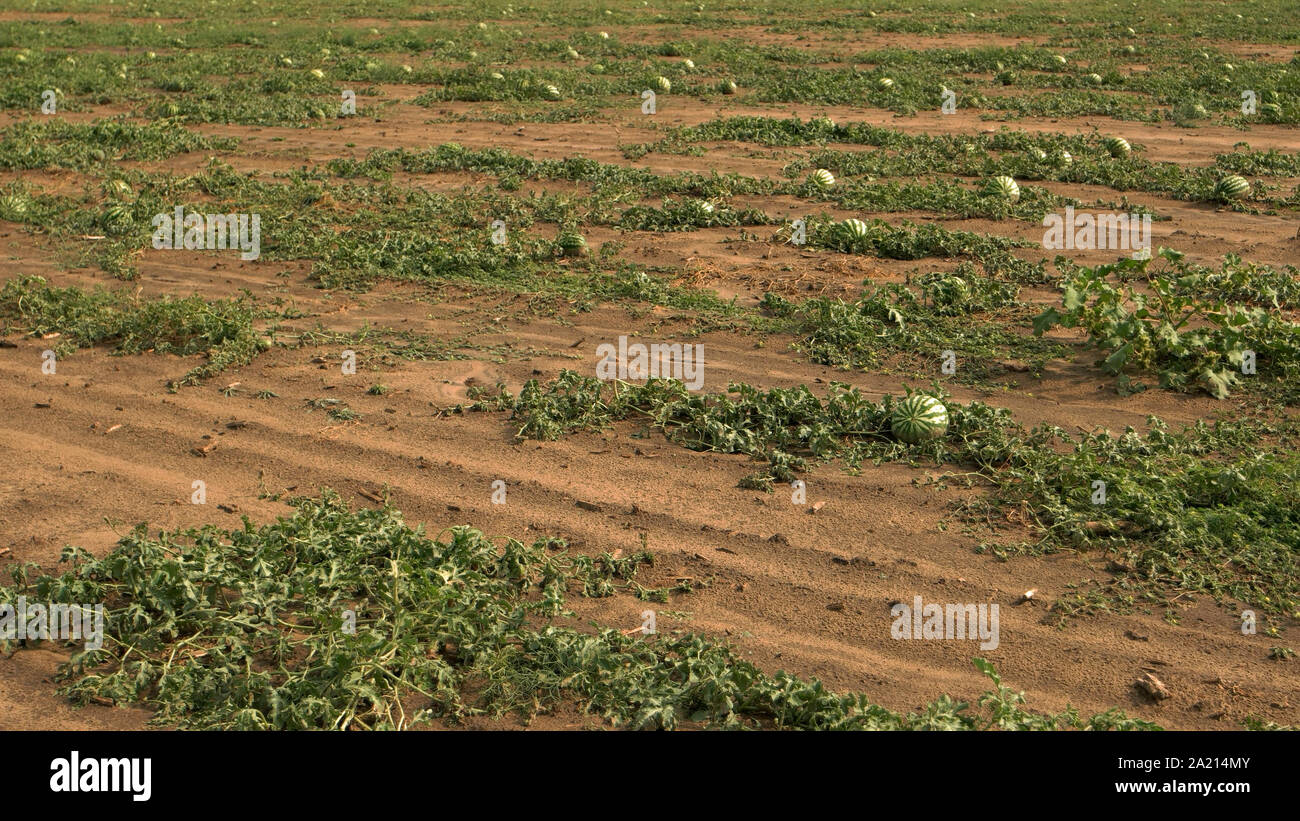 Watermelons growing on the farm field Stock Photo - Alamy
