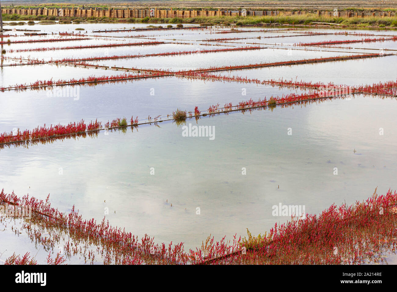 Soline Piran - salt harvesting fields Stock Photo - Alamy