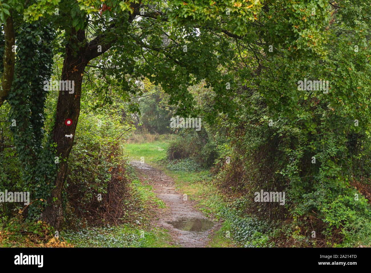Foot Path Into The Woods High Resolution Stock Photography and Images ...