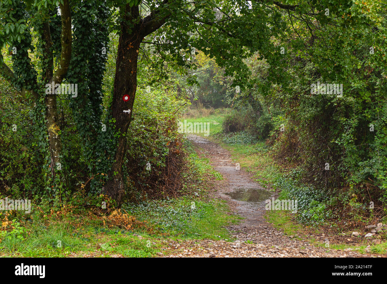 Foot Path Into The Woods High Resolution Stock Photography and Images ...