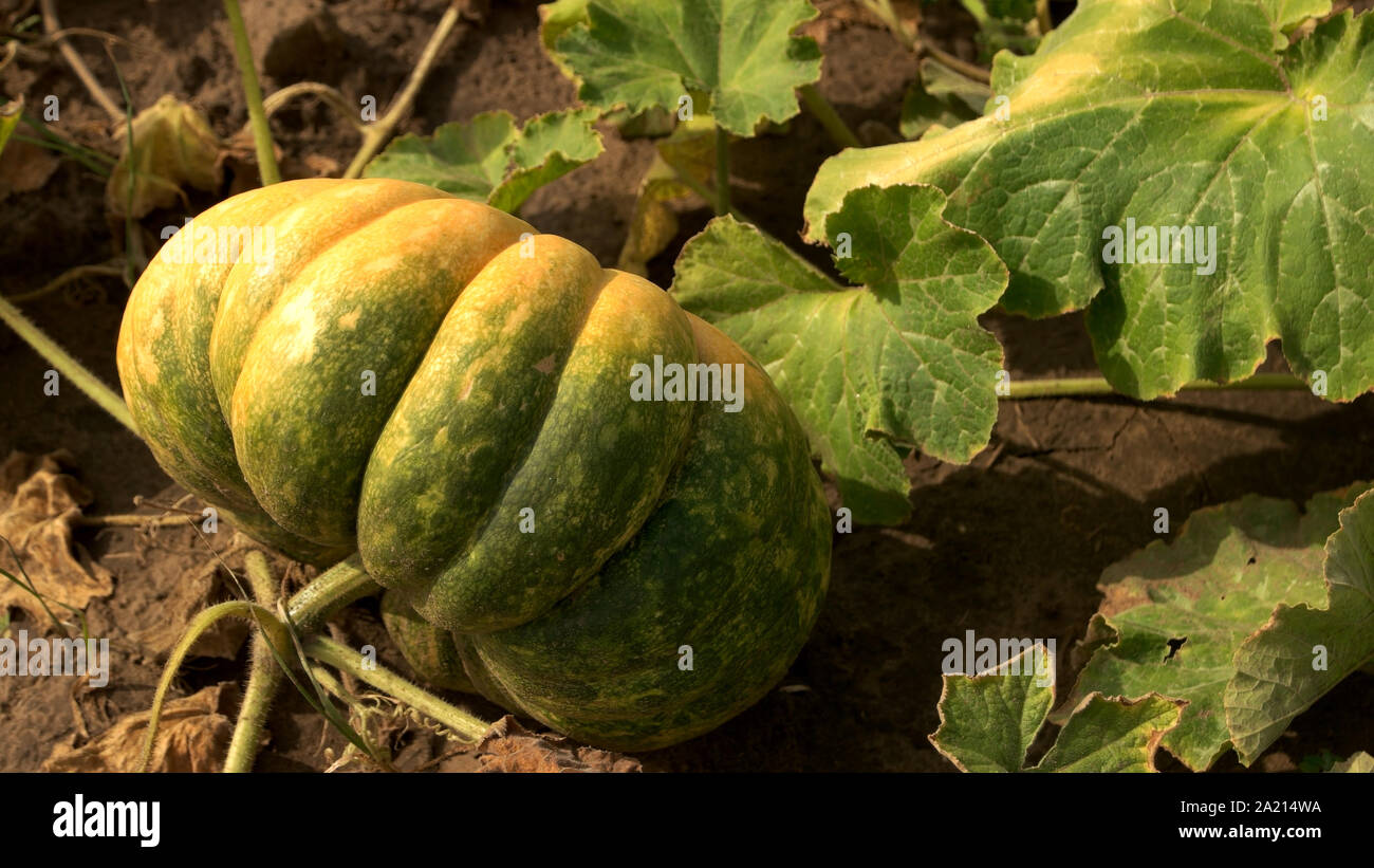 Green pumpkin ripening in the garden Stock Photo - Alamy