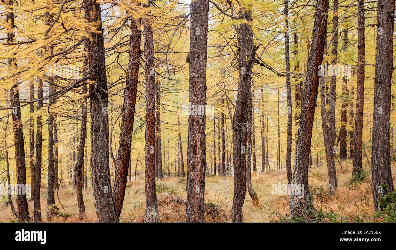 Forest of larch trees during autumn Stock Photo - Alamy