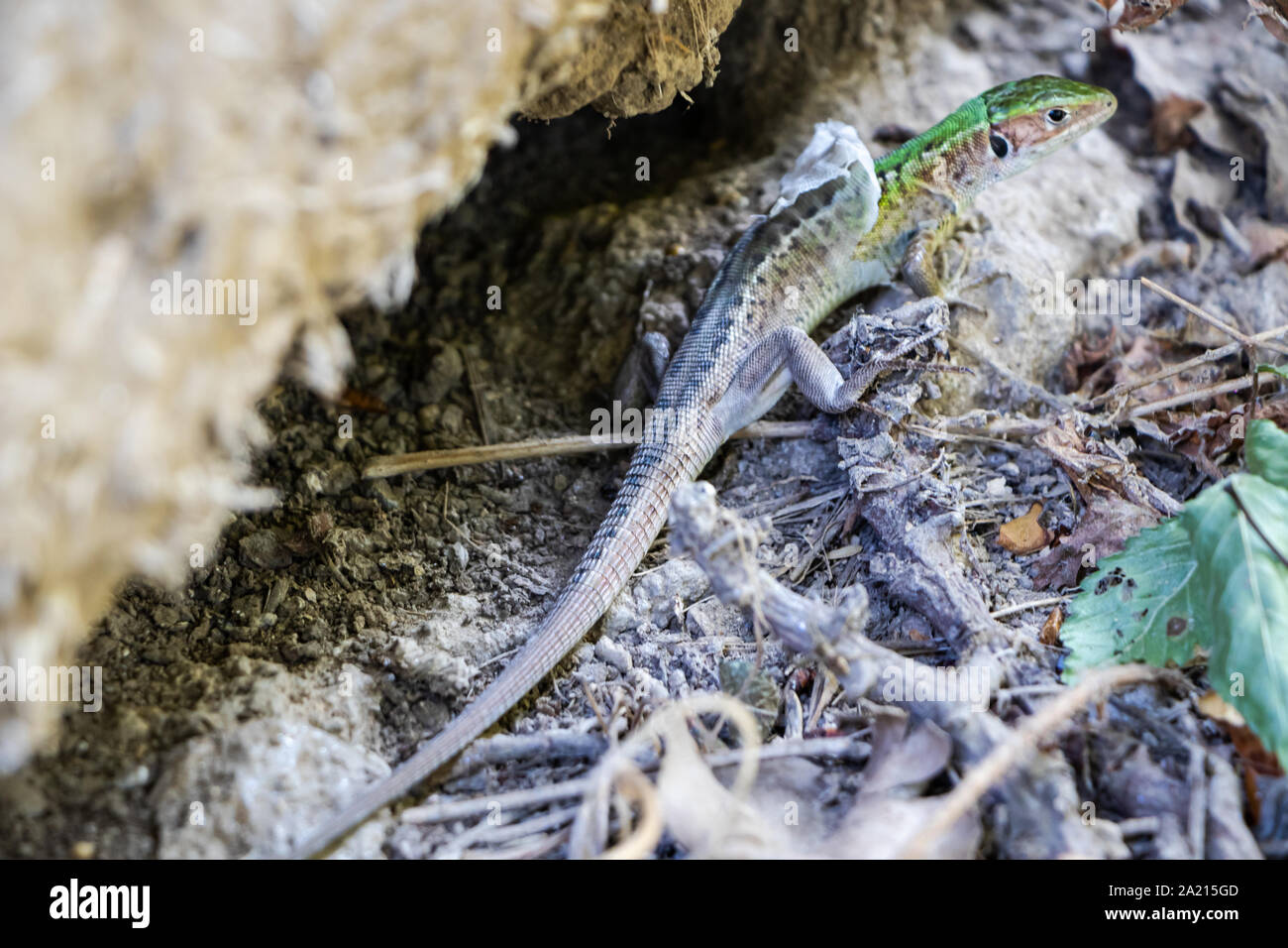 Green lizard changing old skin Stock Photo - Alamy