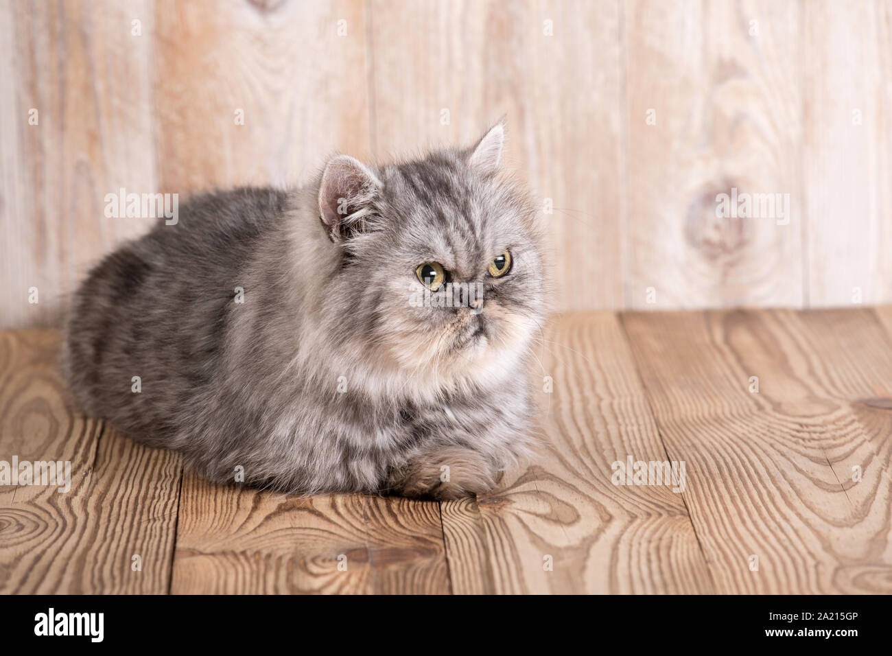 Fluffy grey persian cat Stock Photo - Alamy