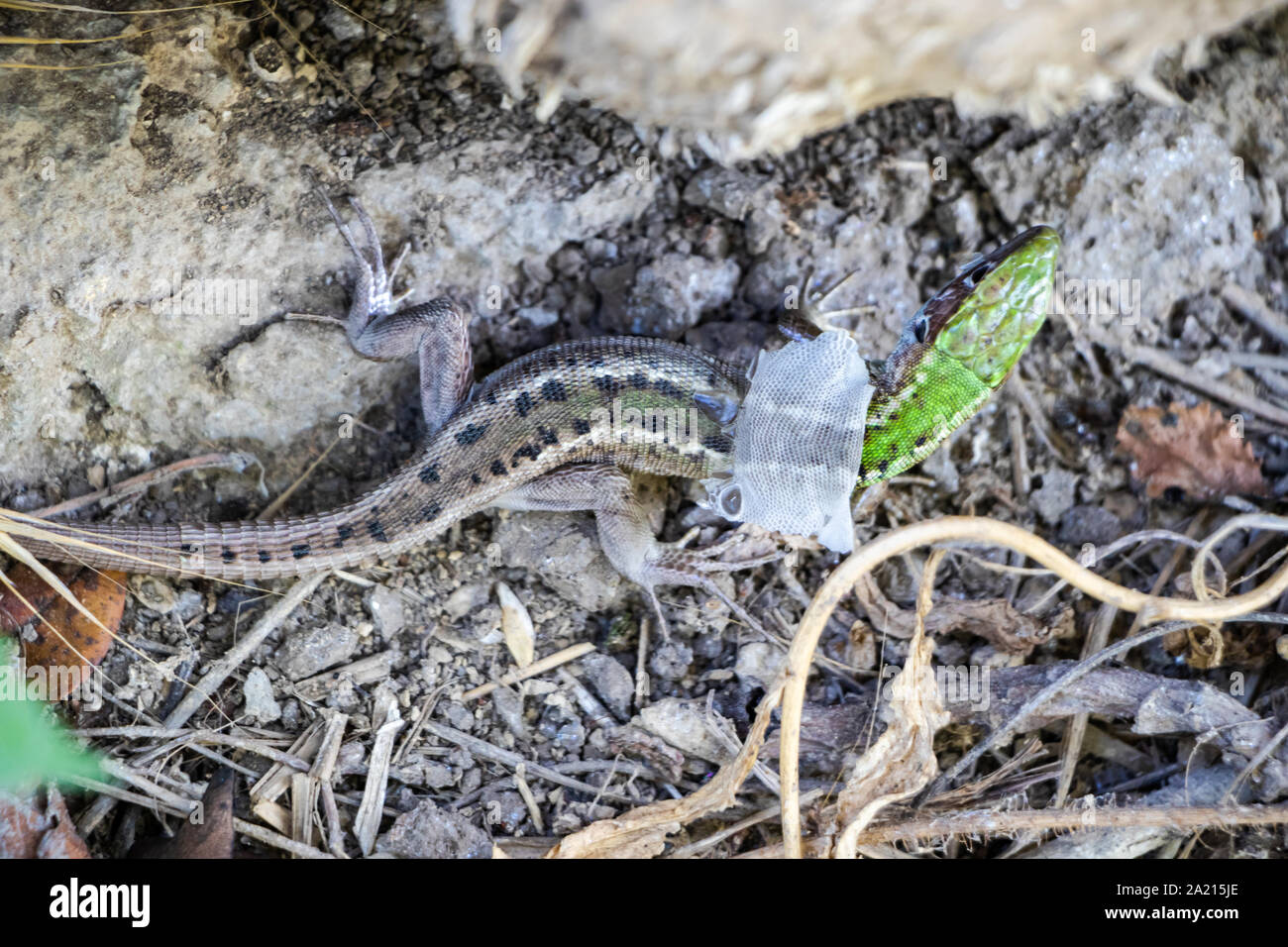 Green lizard changing old skin Stock Photo - Alamy
