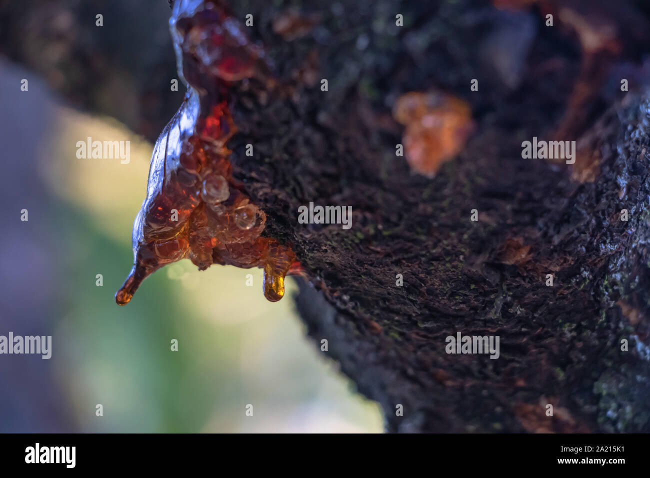 Cherry tree resin hi-res stock photography and images - Alamy