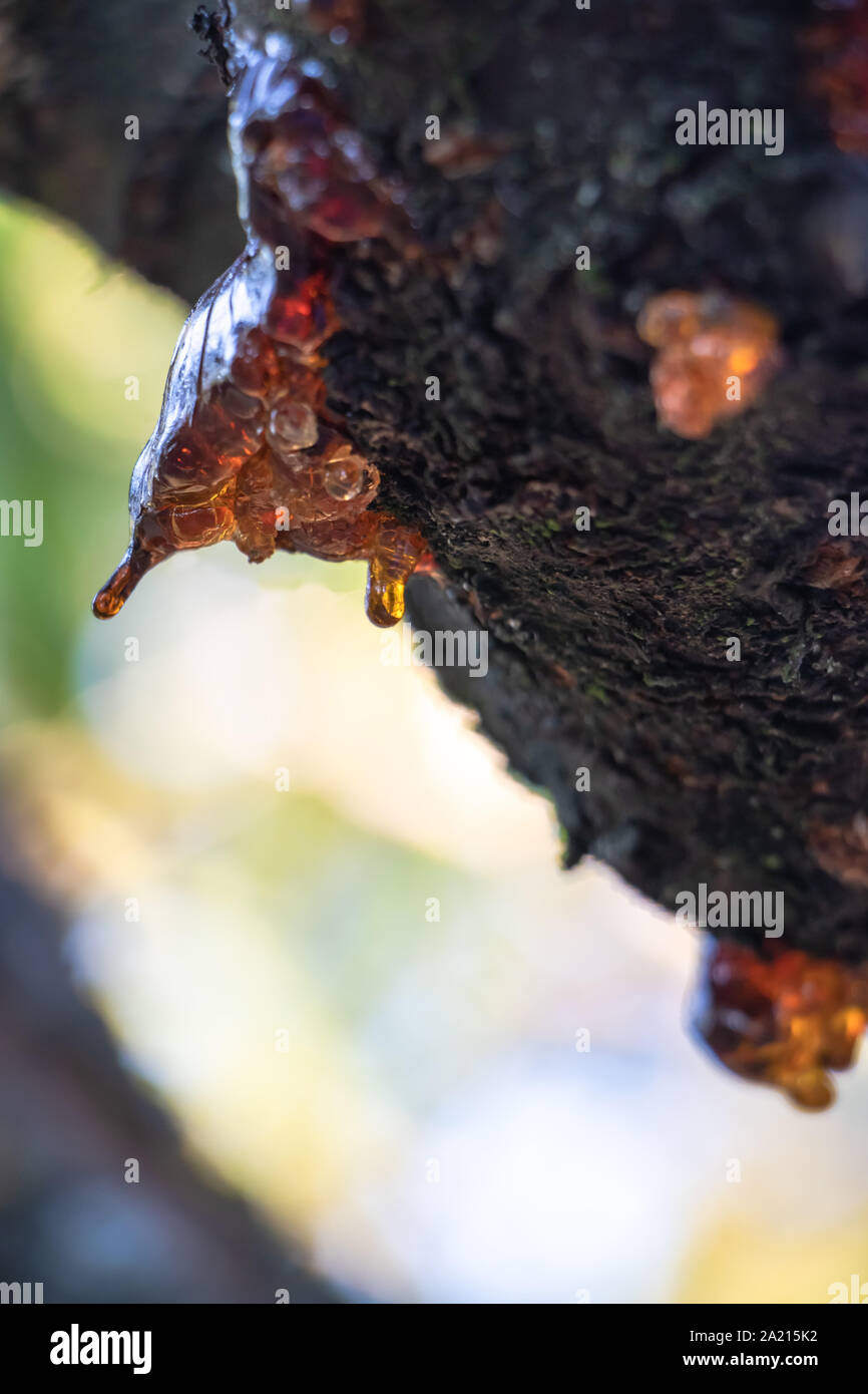 Red resin from cherry tree Stock Photo - Alamy